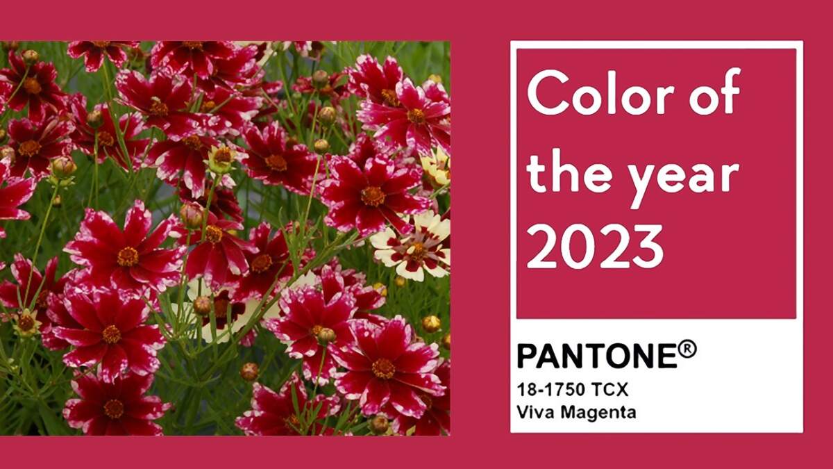 Viva Magenta: How to Use in Your Landscape | Land of ELITE
